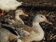 Duck - New World Encyclopedia