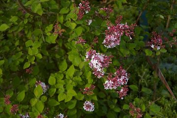 Syringa - New World Encyclopedia