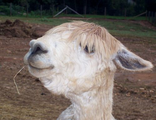 Alpaca - New World Encyclopedia