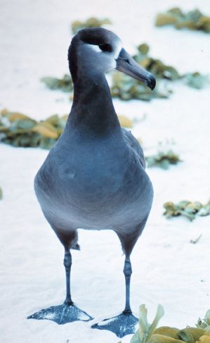 Albatross - New World Encyclopedia