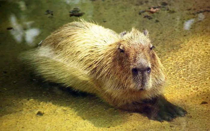 Capybara - New World Encyclopedia
