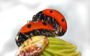 Coccinellidae - New World Encyclopedia