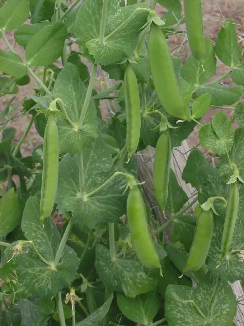 Pea - New World Encyclopedia