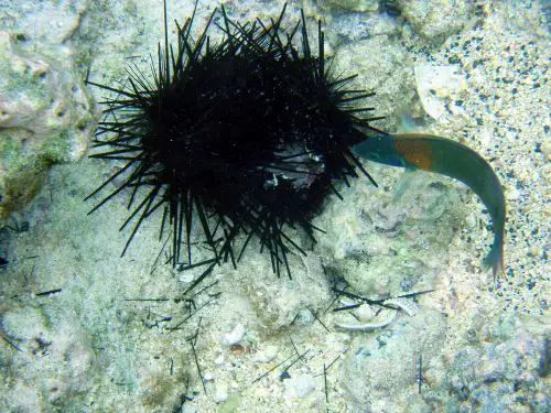 Sea urchin - New World Encyclopedia