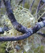 Lichen - New World Encyclopedia