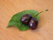 Cherry - New World Encyclopedia