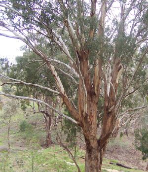 Eucalyptus - New World Encyclopedia