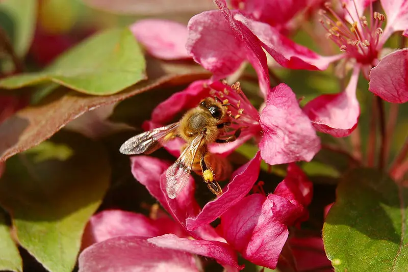 File: Bee France.JPG - New World Encyclopedia