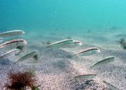Black Sea - New World Encyclopedia
