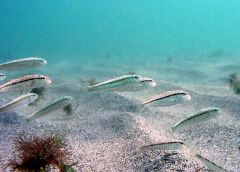 Black Sea - New World Encyclopedia