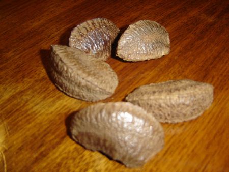 Brazil nut - New World Encyclopedia