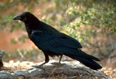 Crow - New World Encyclopedia