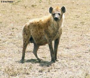 Hyena - New World Encyclopedia