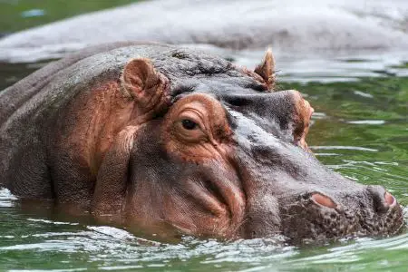 Hippopotamus - New World Encyclopedia