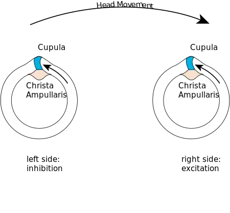 Equilibrioception - New World Encyclopedia