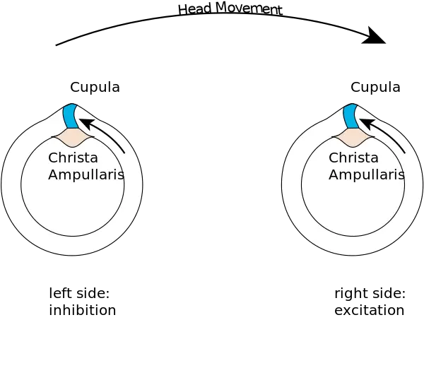Equilibrioception - New World Encyclopedia