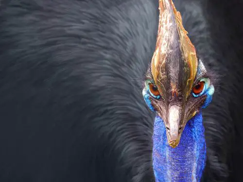 Cassowary - New World Encyclopedia