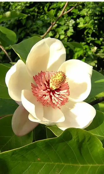 Magnolia - New World Encyclopedia