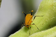 Aphid - New World Encyclopedia