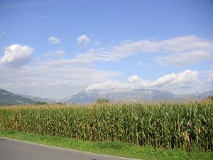 Maize - New World Encyclopedia