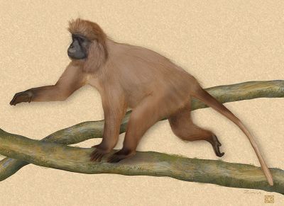 Mangabey - New World Encyclopedia