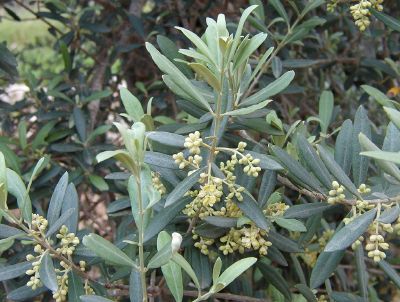 Olive - New World Encyclopedia