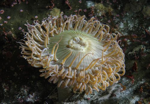 Sea anemone - New World Encyclopedia