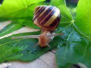 Snail - New World Encyclopedia