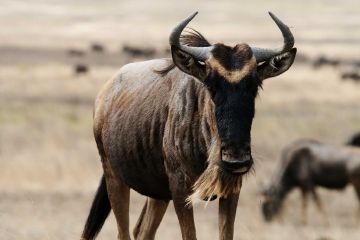 Wildebeest - New World Encyclopedia