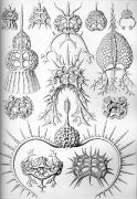 Radiolaria - New World Encyclopedia
