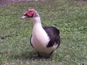 Duck - New World Encyclopedia