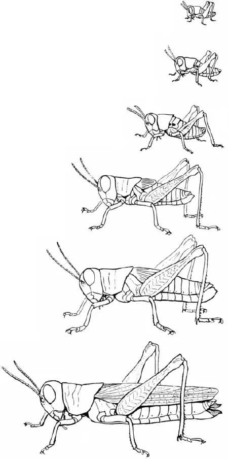 Grasshopper - New World Encyclopedia