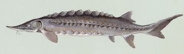 Sturgeon - New World Encyclopedia