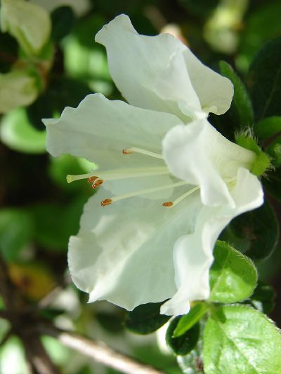 Azalea - New World Encyclopedia