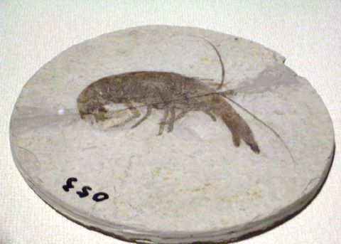 Crayfish - New World Encyclopedia