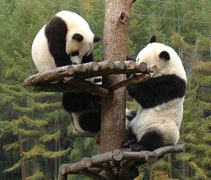 Sichuan Giant Panda Sanctuaries - New World Encyclopedia