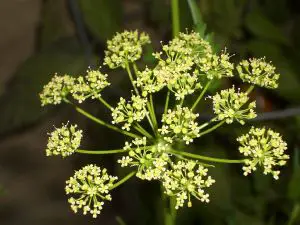 Parsley - New World Encyclopedia