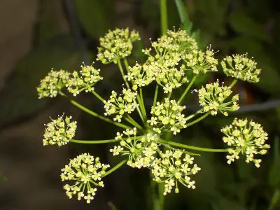 Parsley - New World Encyclopedia
