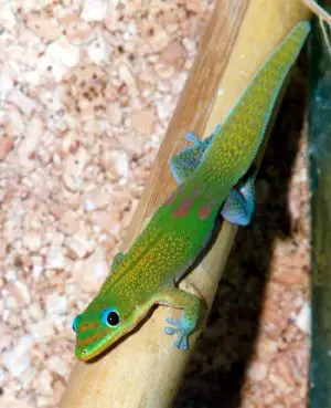 Gecko - New World Encyclopedia