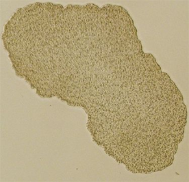 Trichoplax - New World Encyclopedia