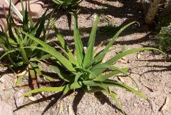 Agave - New World Encyclopedia