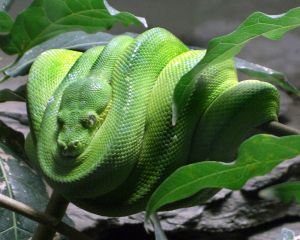 Snake - New World Encyclopedia