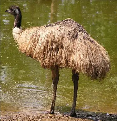 Emu - New World Encyclopedia