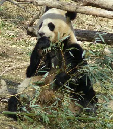Panda - New World Encyclopedia