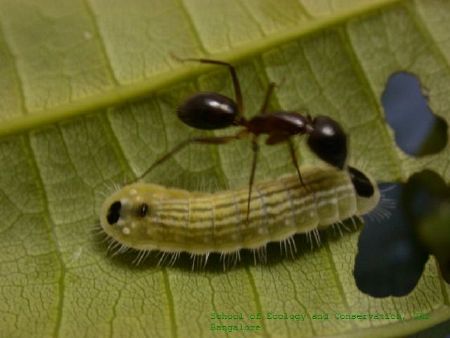 Ant - New World Encyclopedia