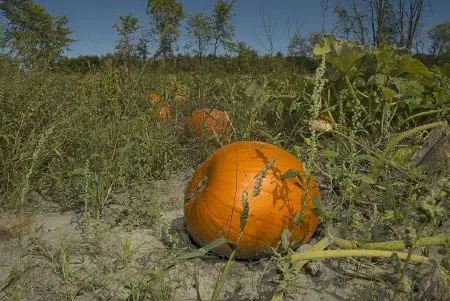 Pumpkin - New World Encyclopedia