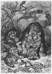 Tiger - New World Encyclopedia