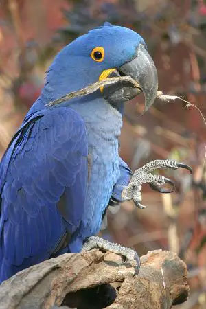 Macaw - New World Encyclopedia