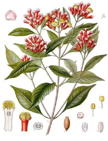 Clove - New World Encyclopedia