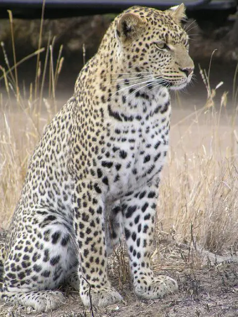 Leopard - New World Encyclopedia